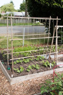 5 Trellis Ideas for Vining Vegetables - Rake and Make