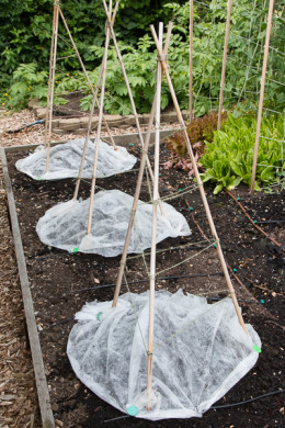 5 Trellis Ideas for Vining Vegetables - Rake and Make