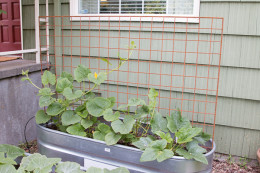 5 Trellis Ideas for Vining Vegetables - Rake and Make